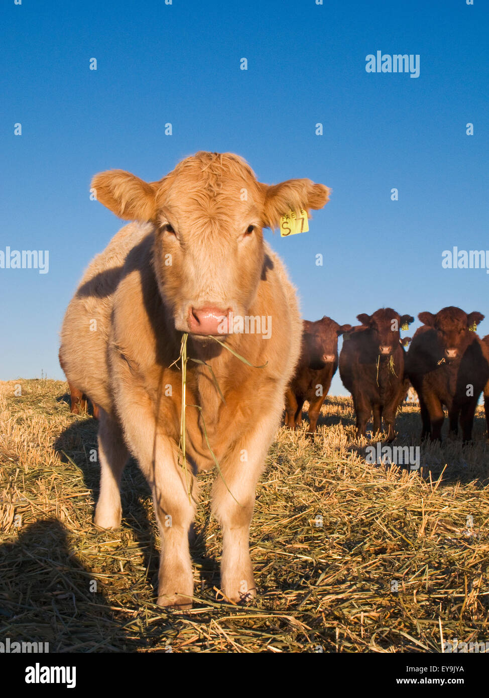 Red angus charolais cross cow hi-res stock photography and images - Alamy