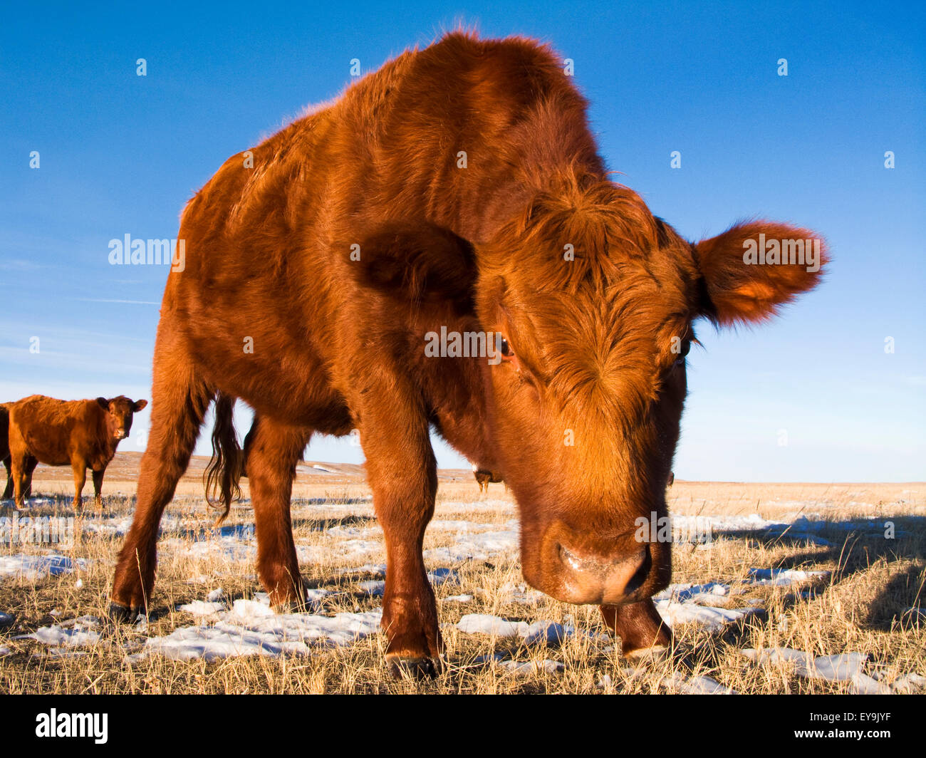 Livestock - Red Angus beef cow on a snow covered Winter native prairie ...