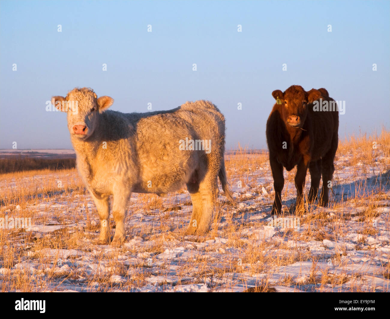 Red angus charolais hi-res stock photography and images - Alamy