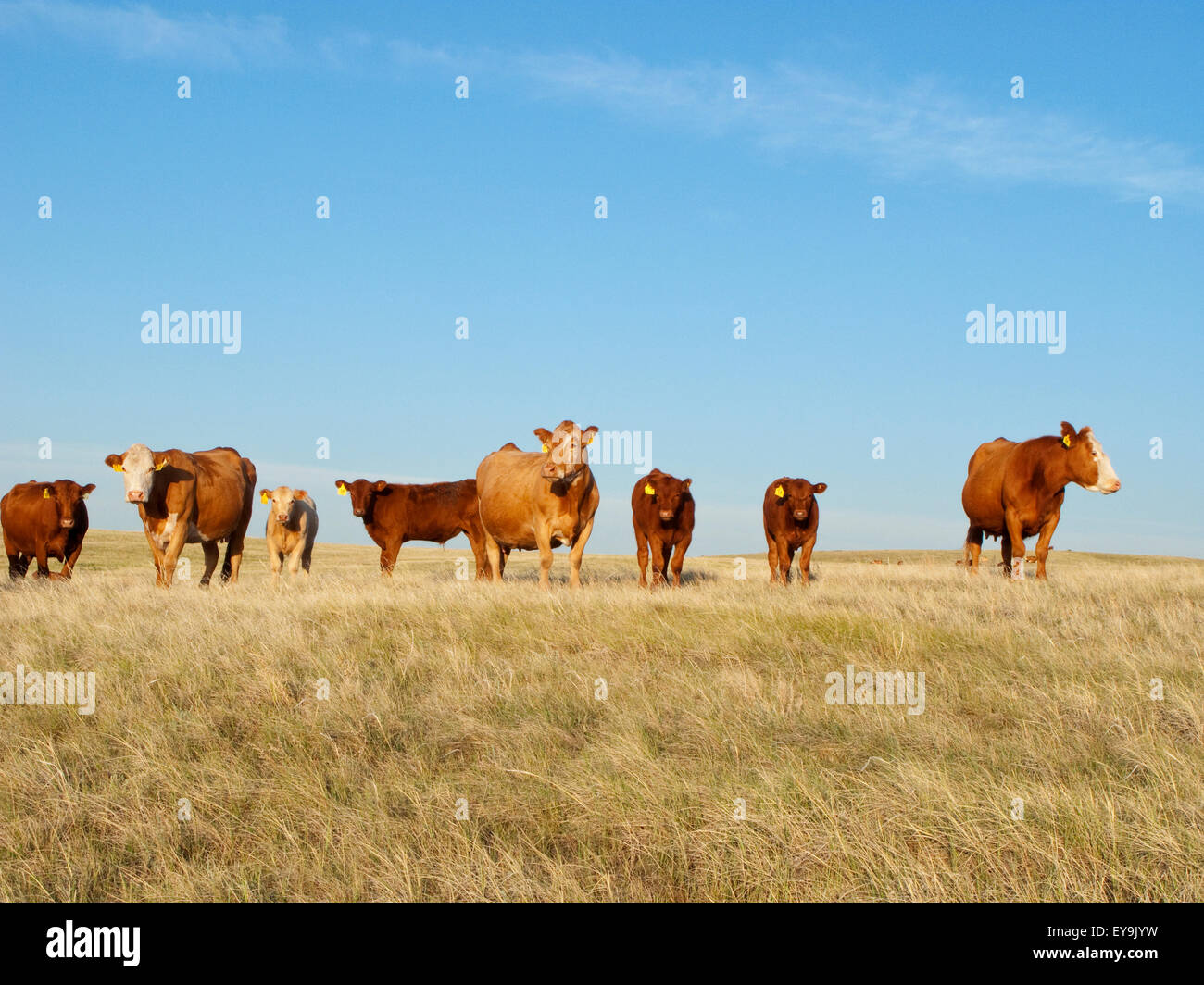 Livestock - Crossbred beef cattle on a dry summer native prairie ...