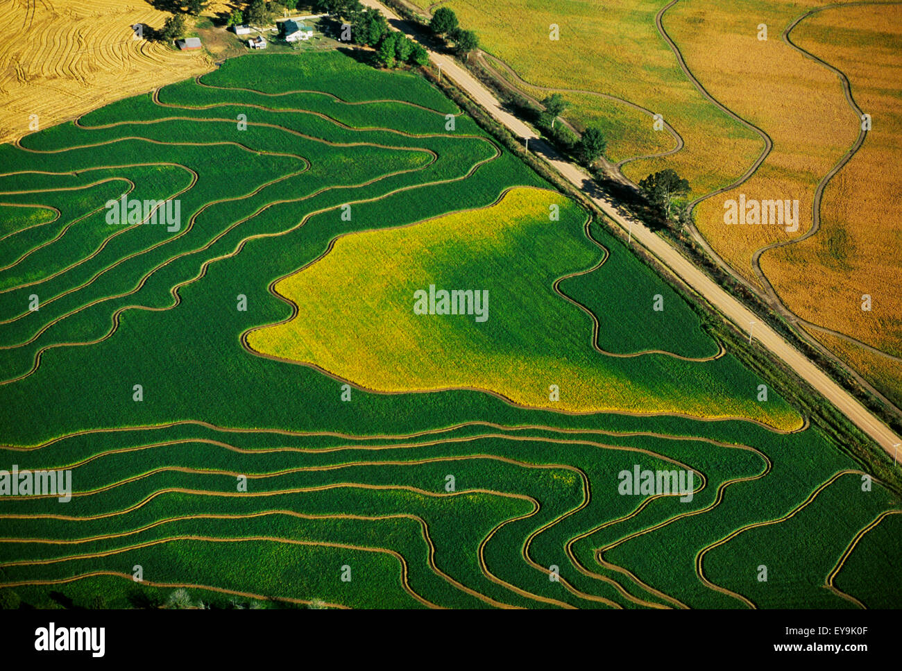 Agriculture - Aerial view of leveed green and mature rice fields / near ...