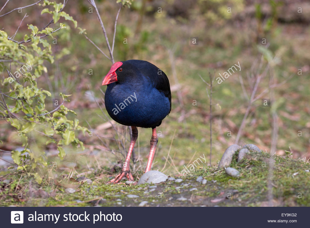 New Zealand Pukeko Stock Photos & New Zealand Pukeko Stock Images - Alamy