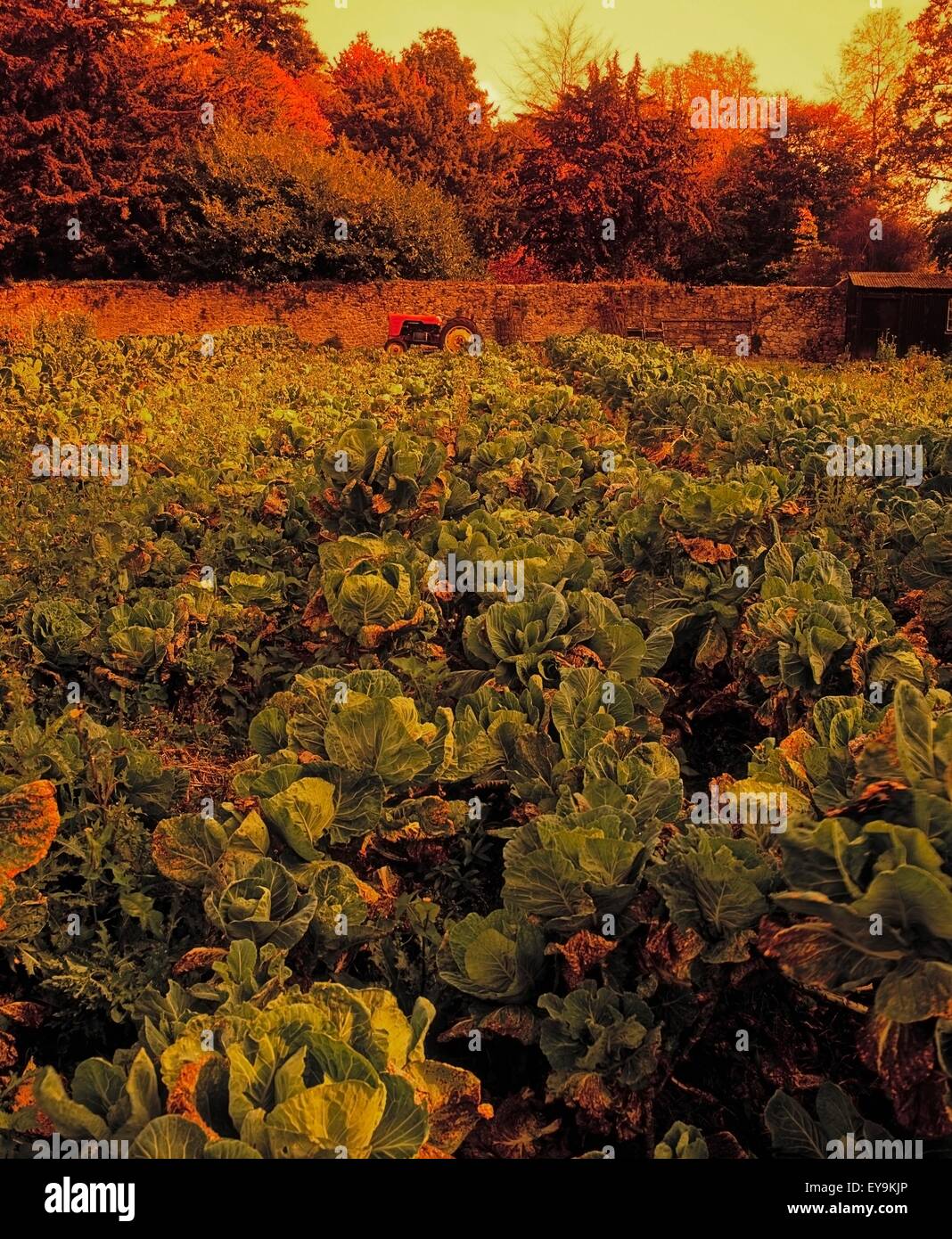 Walled Vegetable Garden, Birr Castle, Co Offaly, Ireland Stock Photo ...