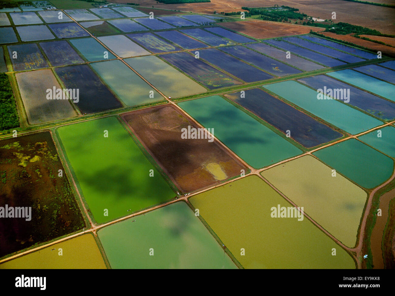 Agriculture - Aerial view of rice fields in various flood stages / near ...