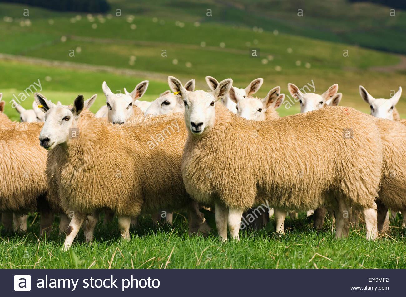 Livestock - Cheviot hybrid mule sheep; Cheviot ewe crossed with a Stock ...