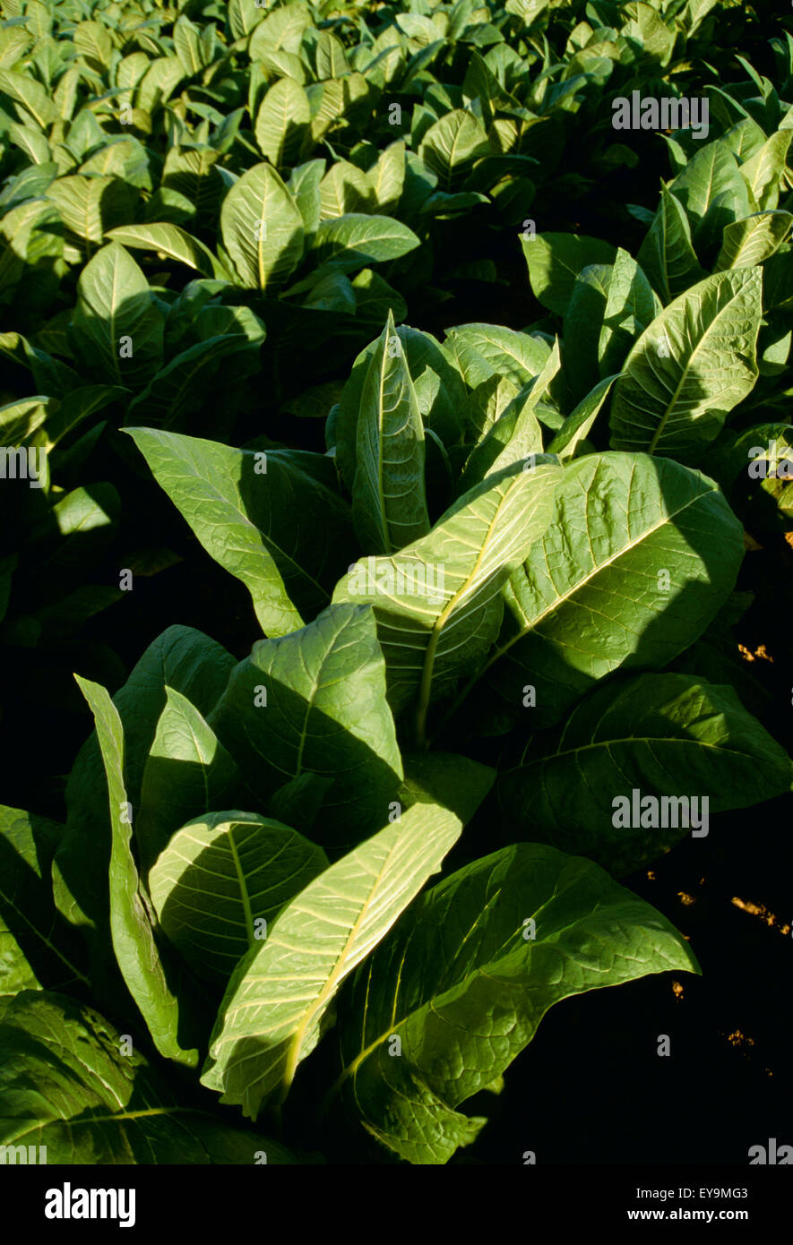 Burley tobacco plants hi-res stock photography and images - Alamy