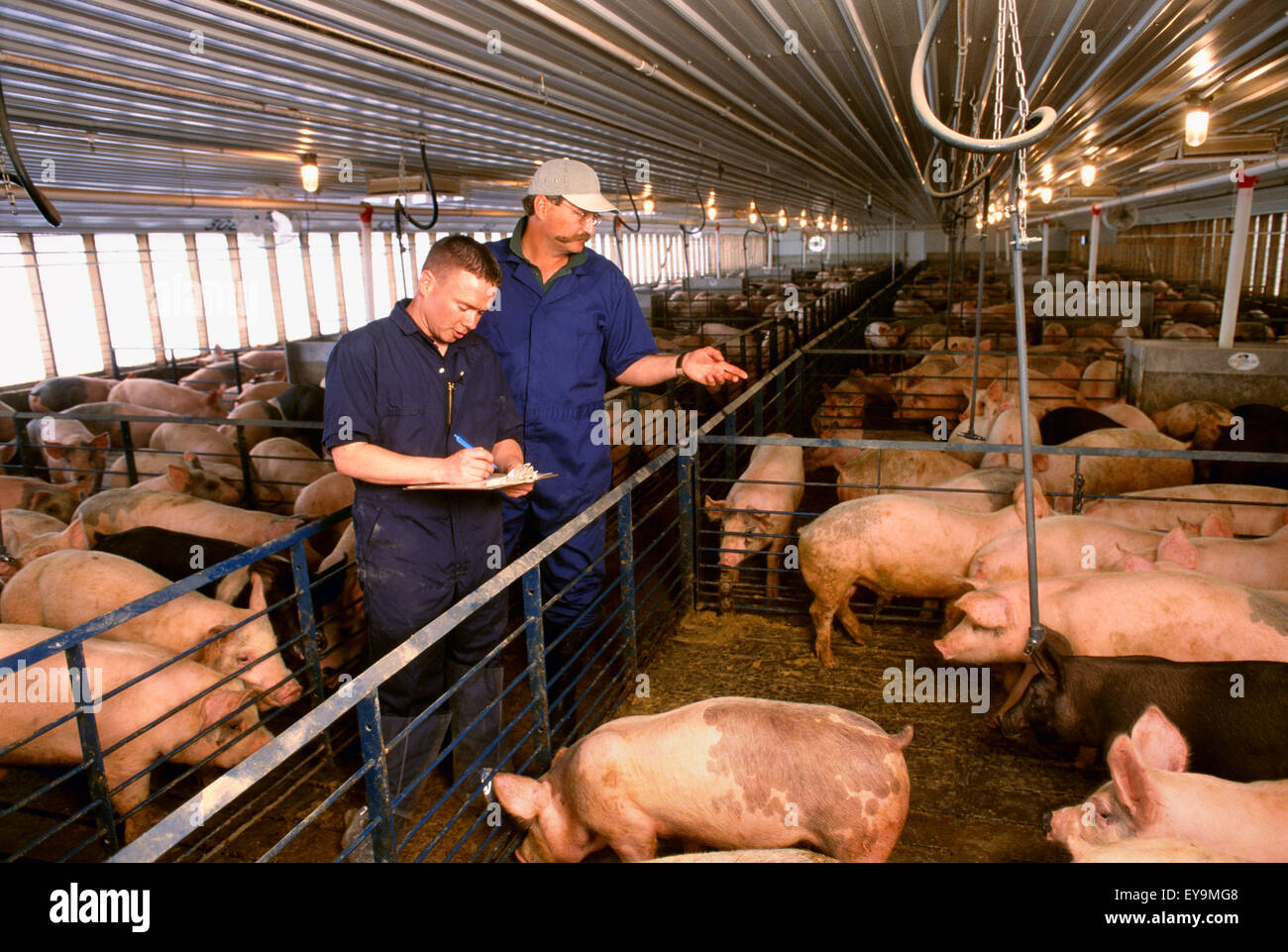 Livestock - Hog producers check the progress of their hogs in a ...