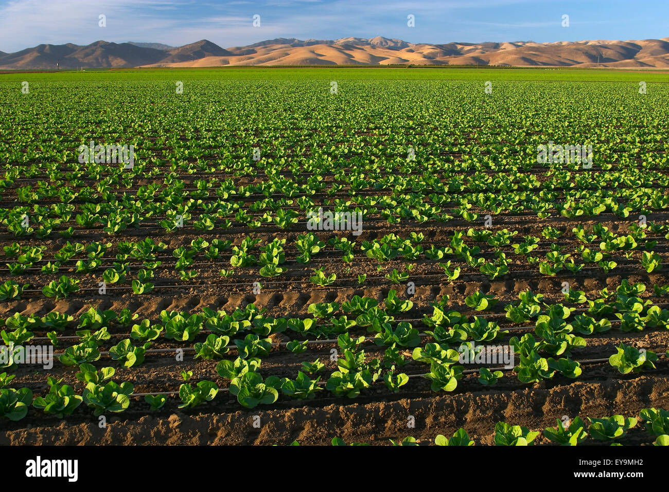Early growth lettuce field hi-res stock photography and images - Alamy
