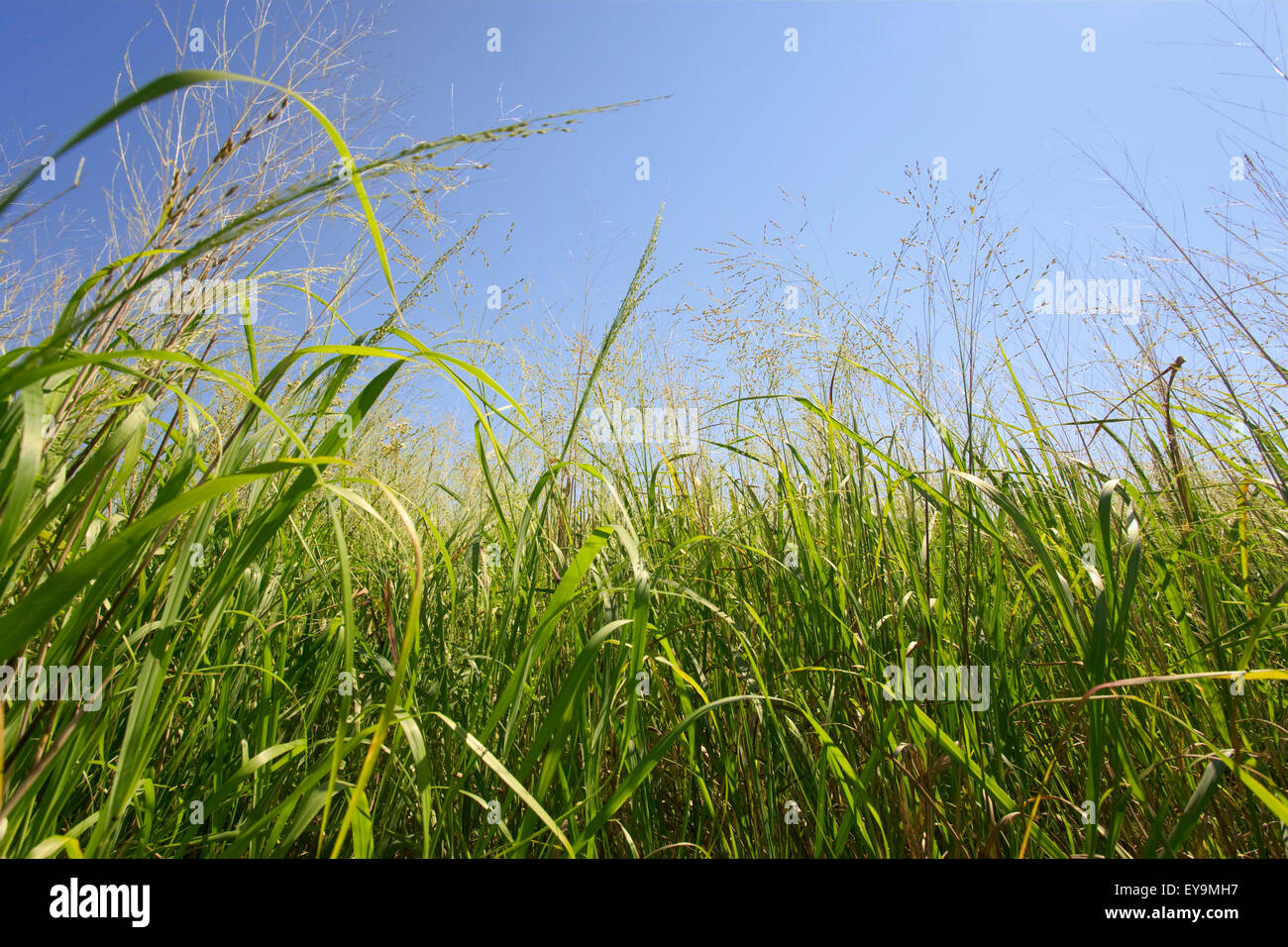 Switchgrass crop hi-res stock photography and images - Alamy