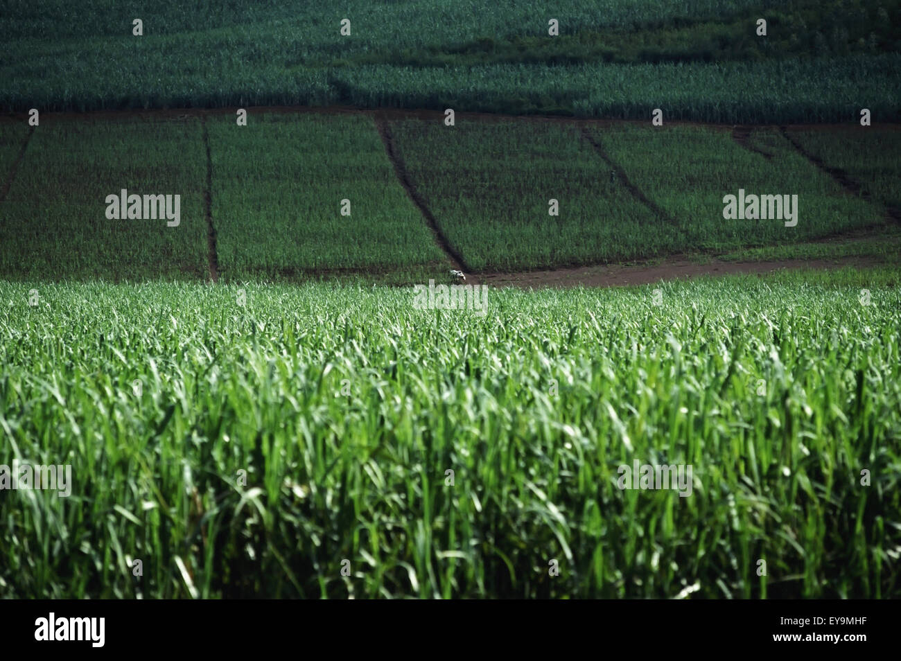 Green Rice Paddy Fields Stock Photo - Alamy