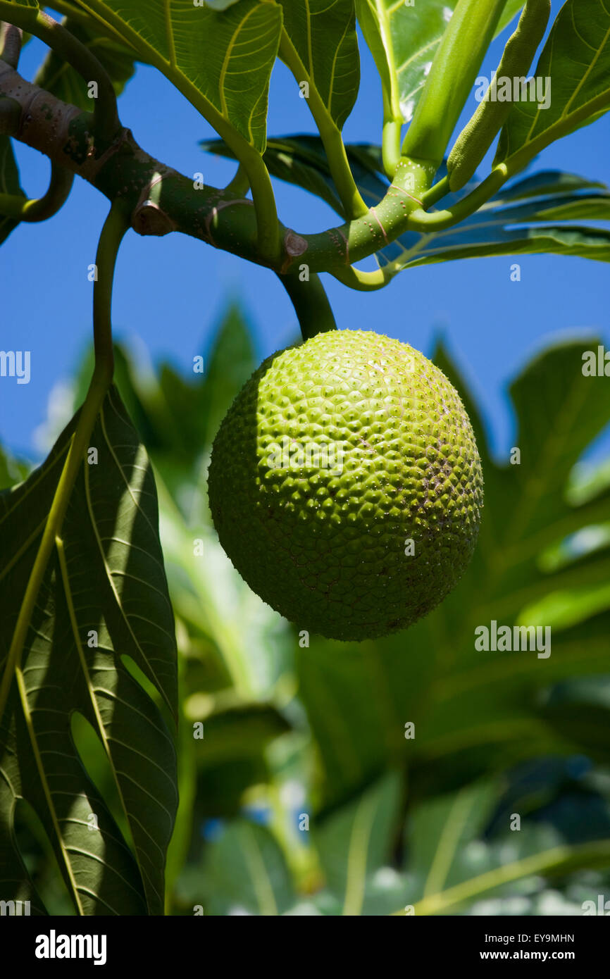 Agriculture - A single maturing breadfruit on the tree, a staple food ...