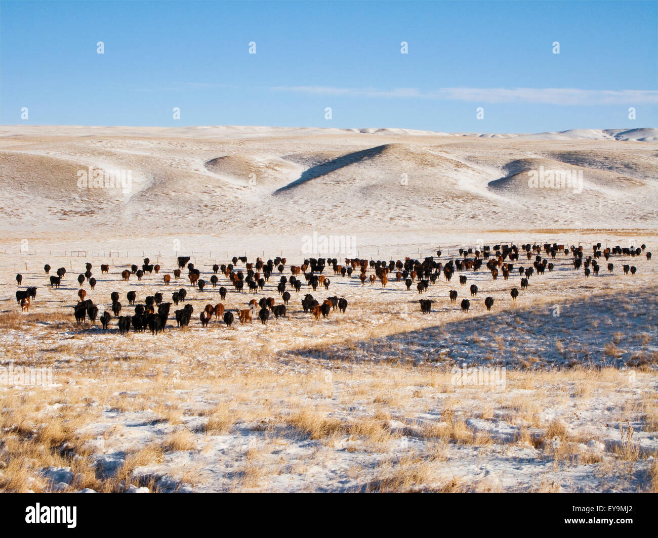 Red angus cows on pasture High Resolution Stock Photography and Images ...