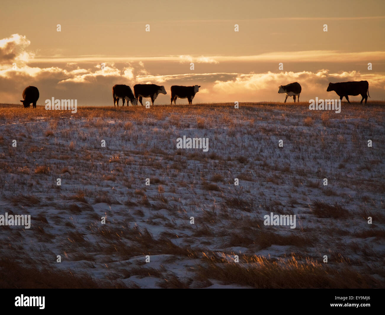 Livestock - Mixed breeds of beef cattle on a snow covered Winter native ...
