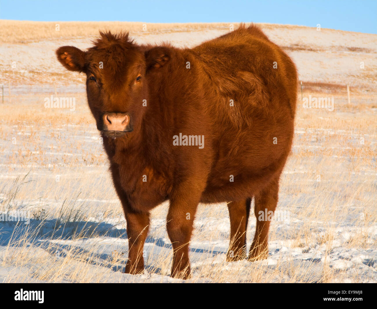 Livestock - Red Angus beef cow on a snow covered Winter native prairie ...
