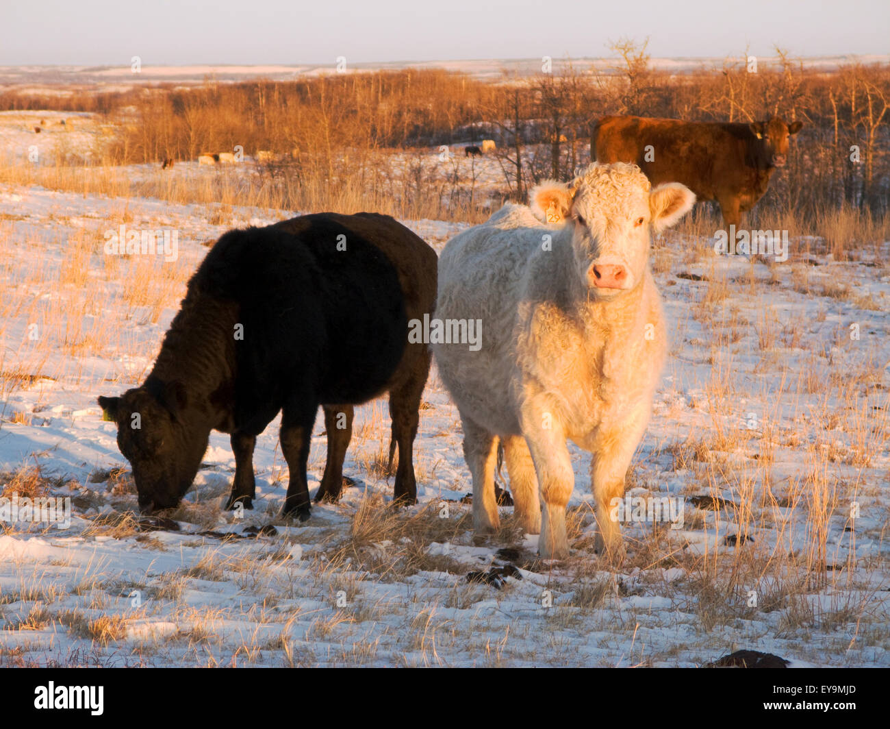 Livestock - Charolais and Black Angus beef cows feeding on a snow ...