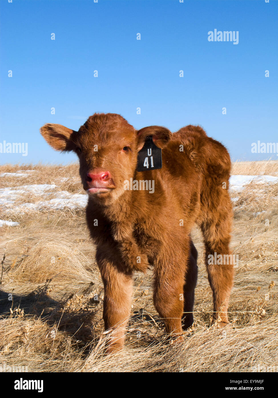 Livestock - A recently born Red Angus beef calf on a native grass ...