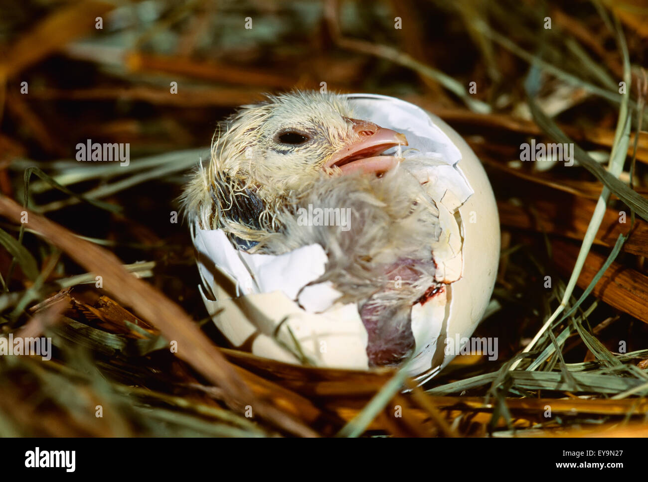 Livestock - Poultry, a baby chicken (chick) emerges from an egg / Iowa ...