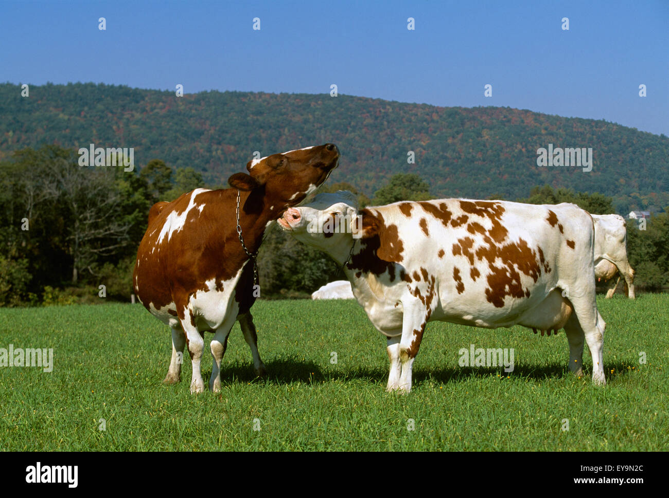 Livestock An Ayrshire Dairy Cow Grooming Another Cow On A Healthy
