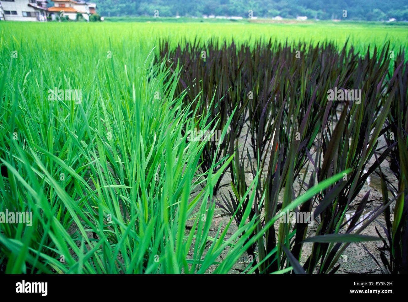Different Colored Rice In Fields Stock Photo - Alamy