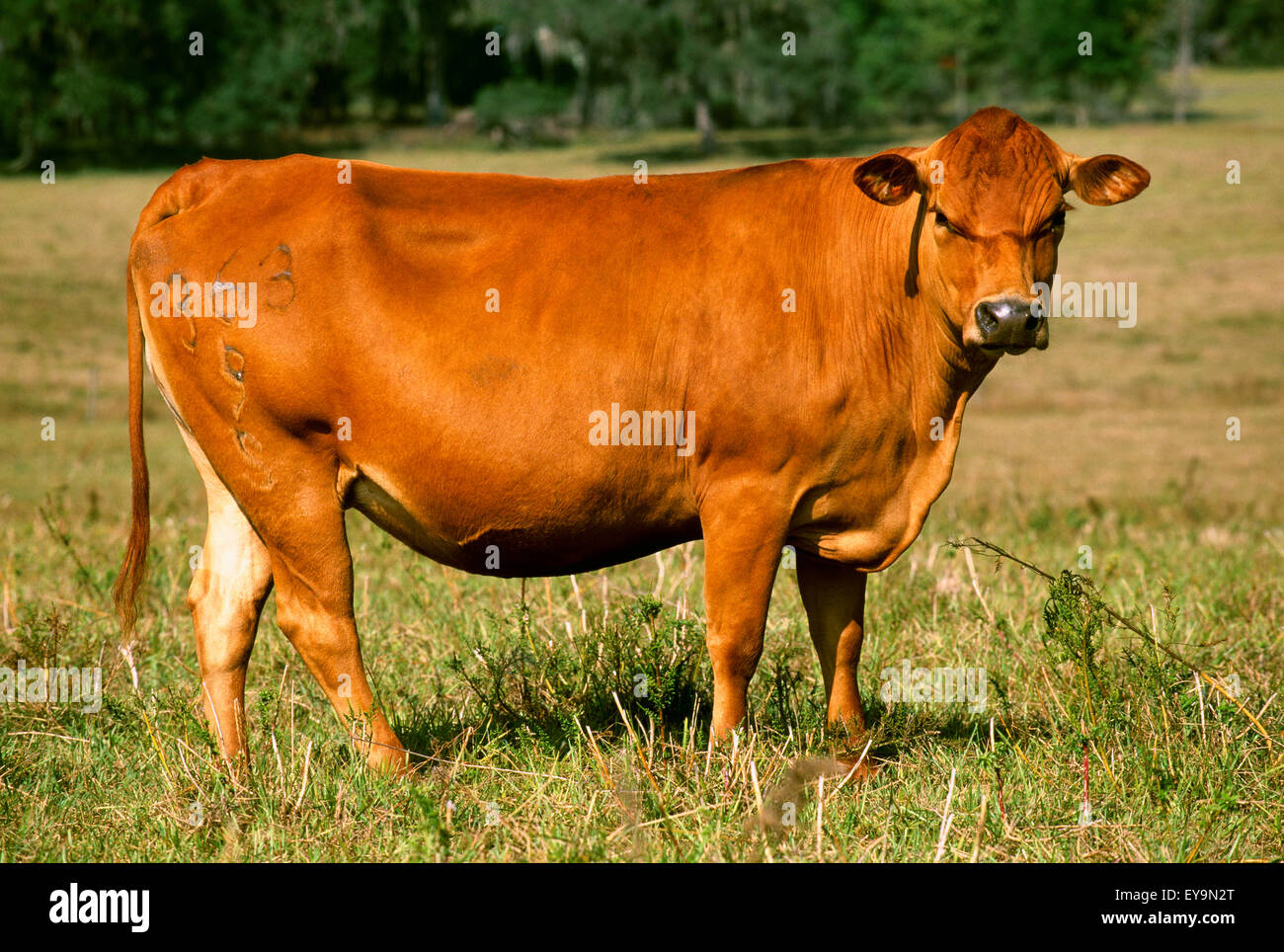 Livestock - Sideview of a Romosinuano beef cow on a green pasture ...