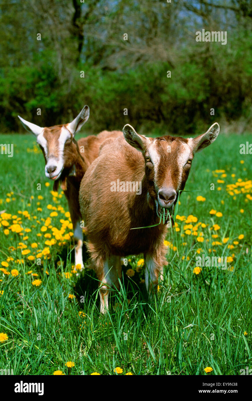 Livestock - Two Toggenburg domestic dairy goat does graze on a green ...