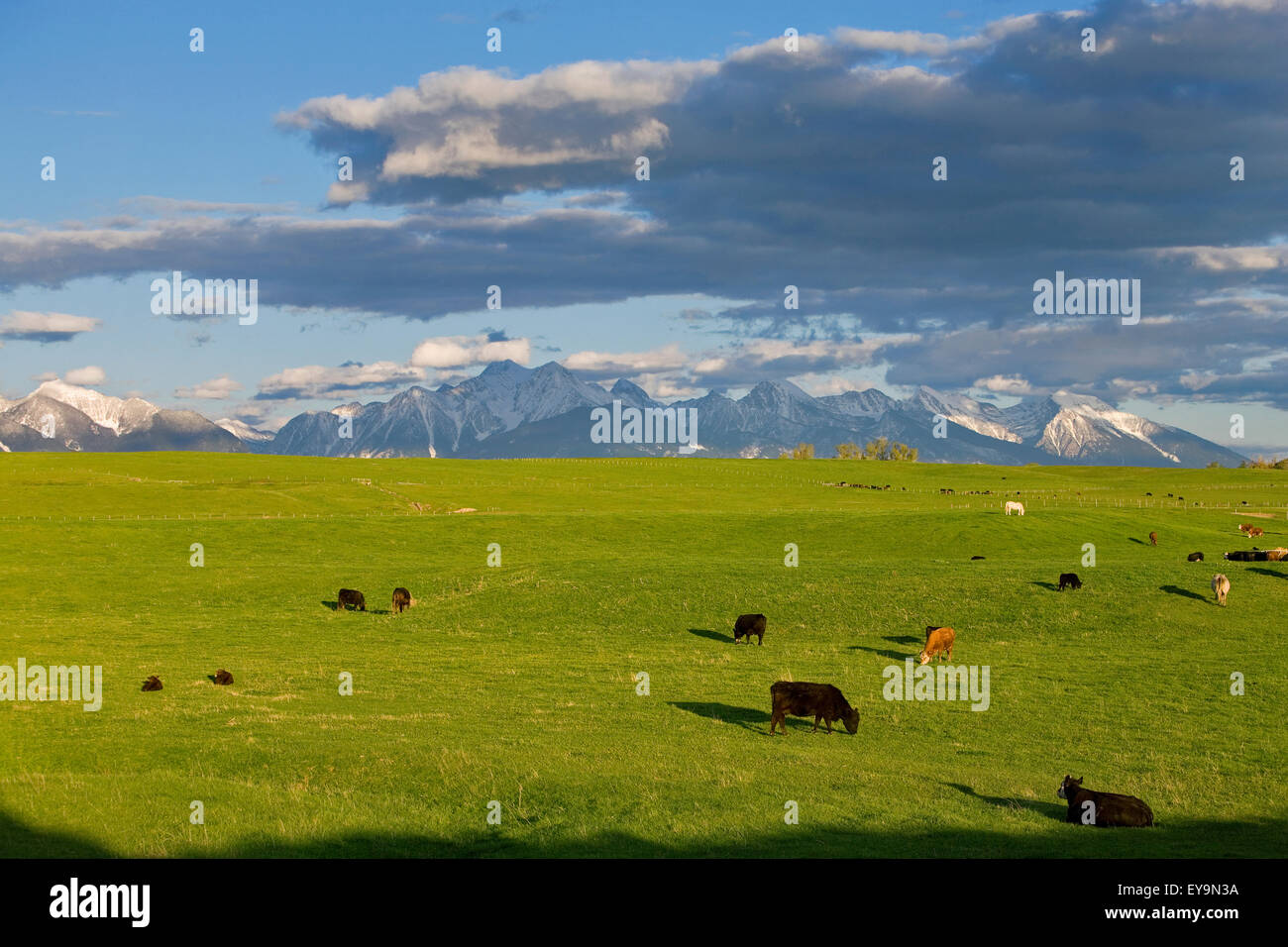 Breeds of cattle hi-res stock photography and images - Alamy