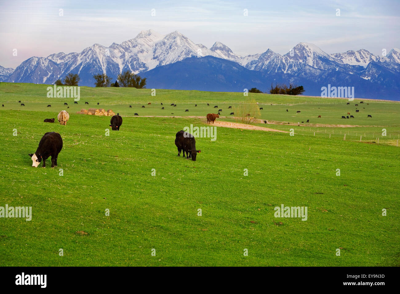 Breeds of cattle hi-res stock photography and images - Alamy
