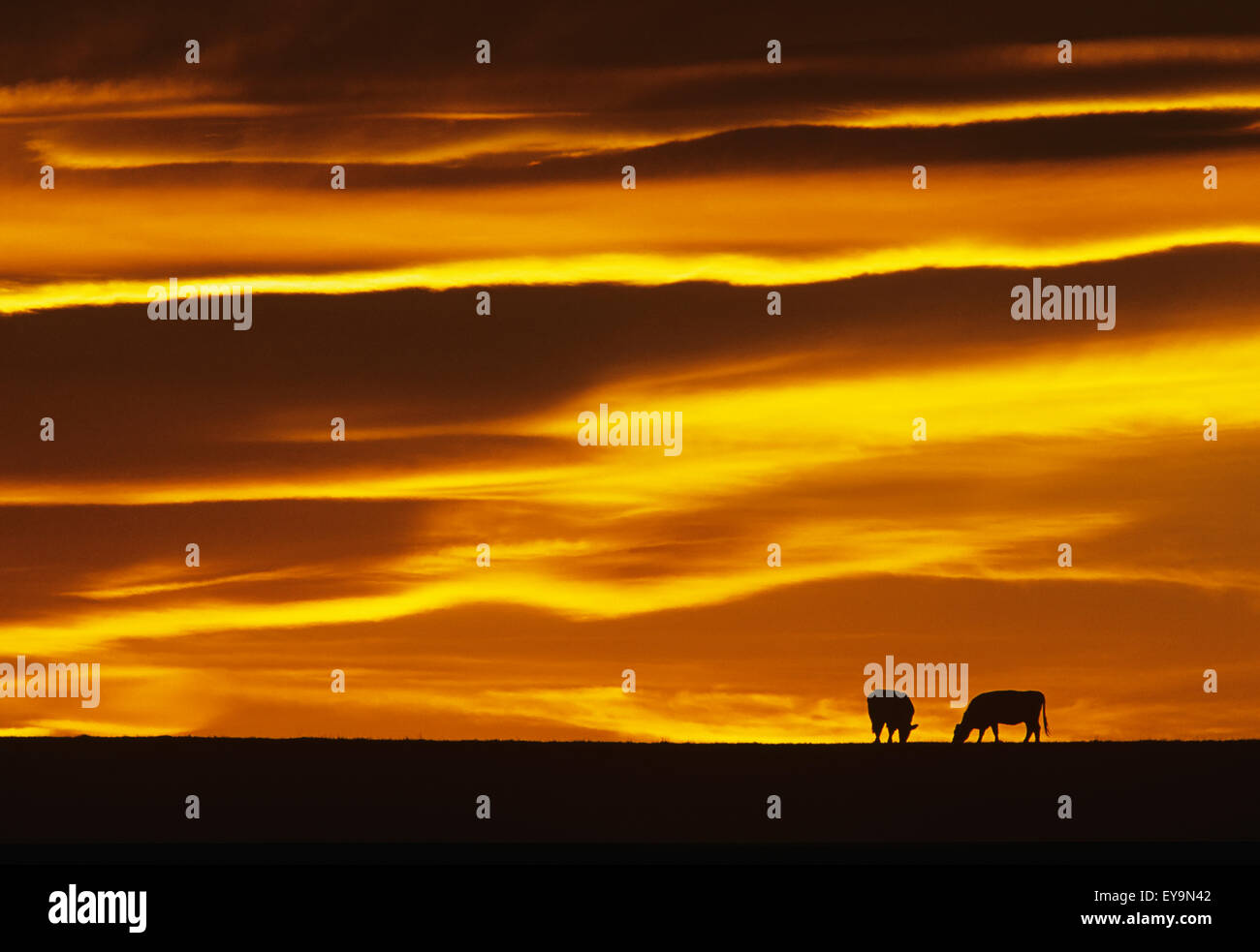 Livestock - Two beef cows silhouetted by the sunset graze on a pasture ...