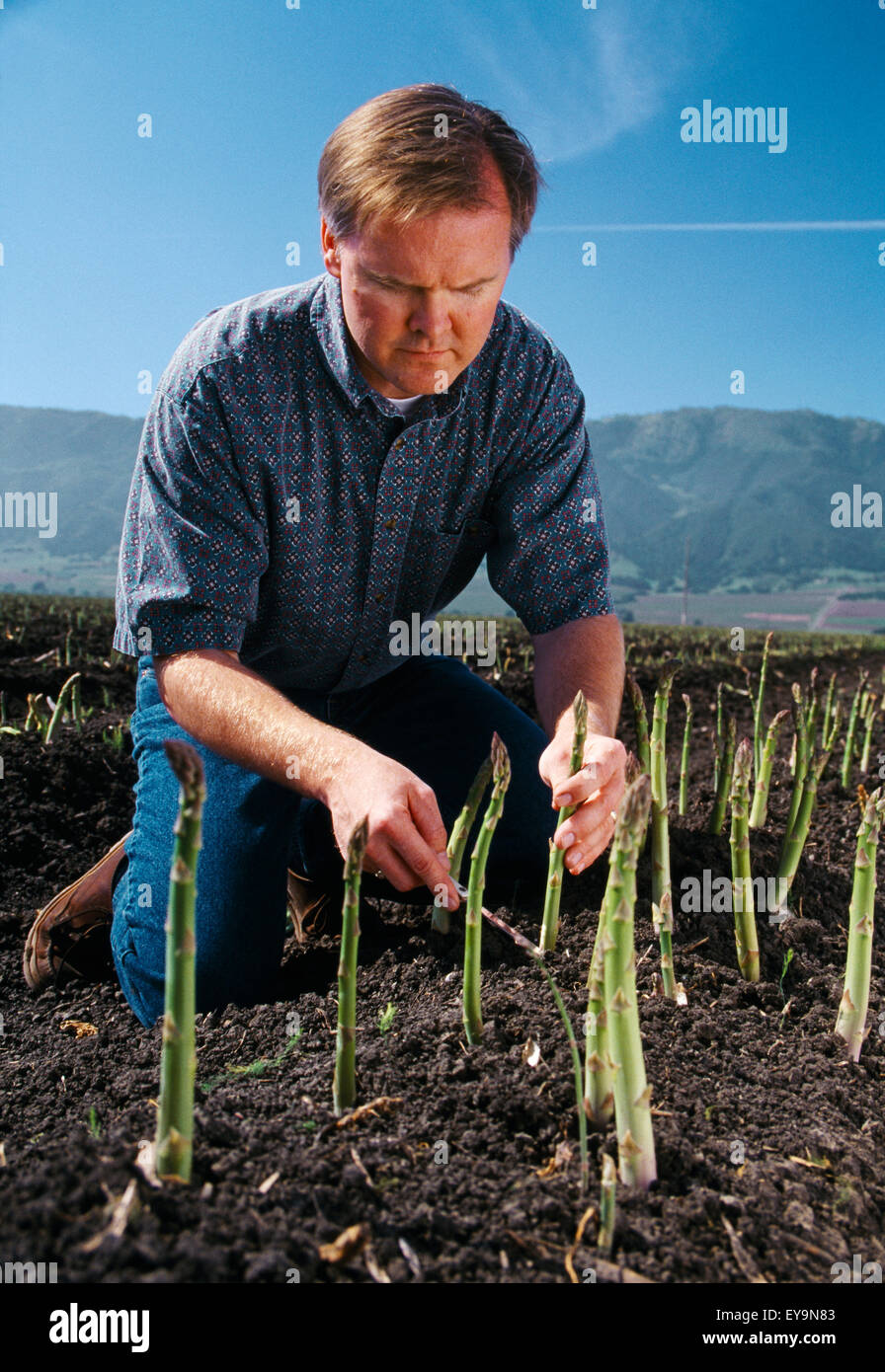 Agriculture - Farmer/grower field checking the quality of his asparagus ...