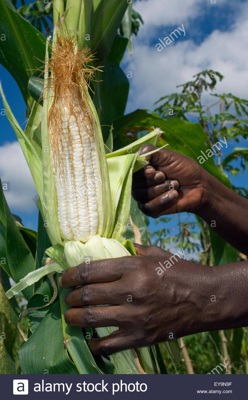 Harvesting Corn Africa Stock Photos & Harvesting Corn Africa Stock ...