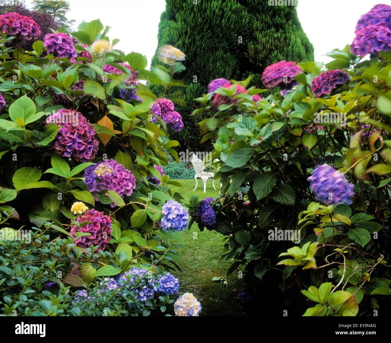 Berkeley Forest, Co Wexford, Ireland; Hydrangeas Stock Photo - Alamy