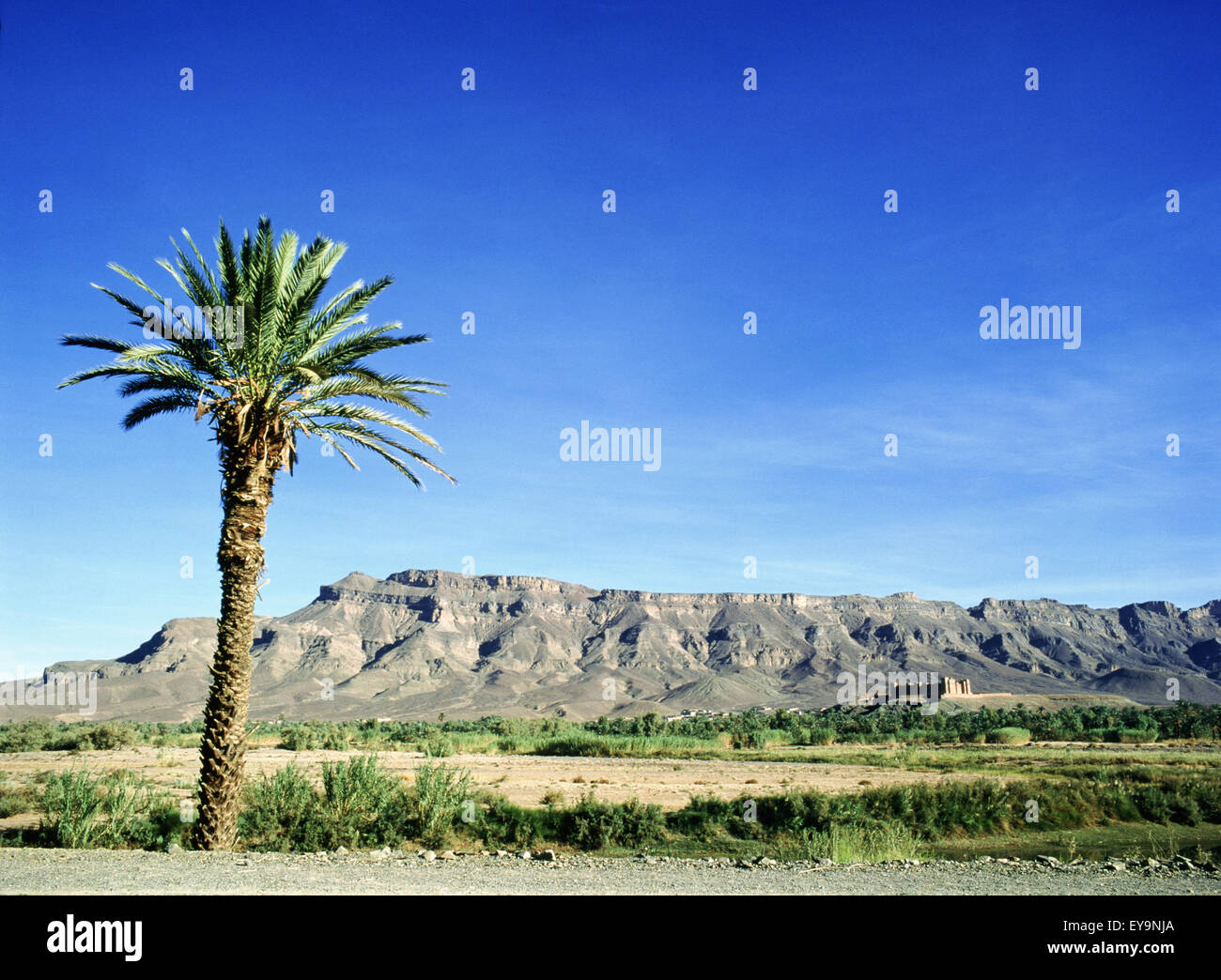 Palm Tree And Mountains In Draa Valley Stock Photo - Alamy