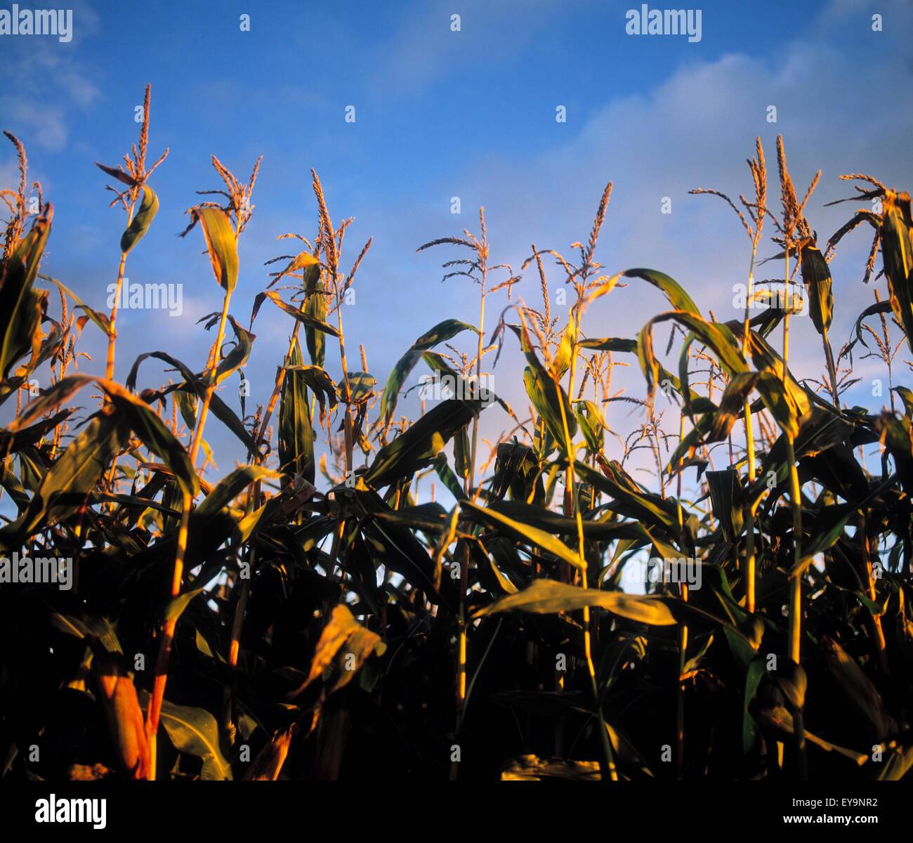 Fodder Maize, Ireland Stock Photo - Alamy