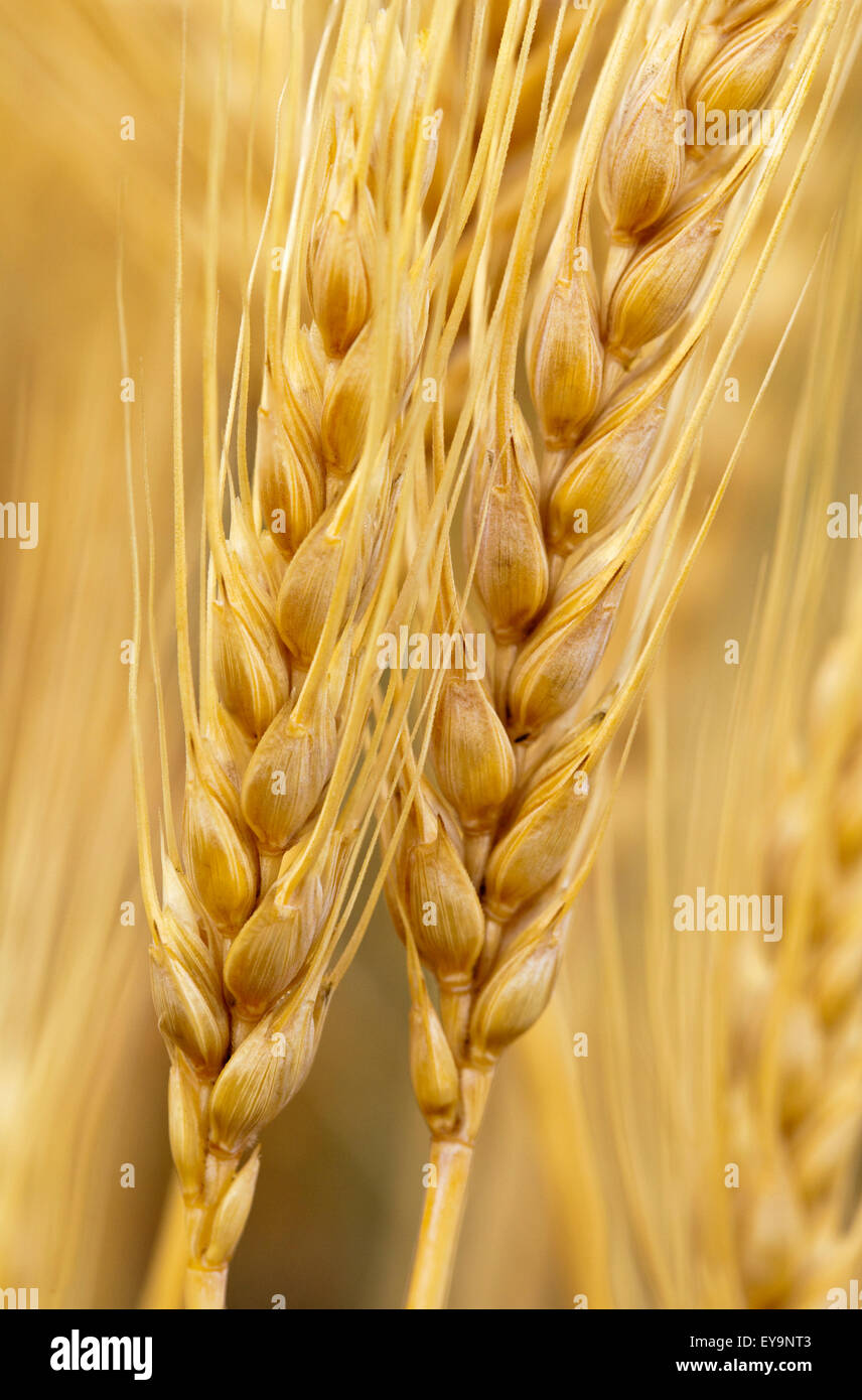 Agriculture - Closeup of two mature harvest ready bearded wheat heads ...