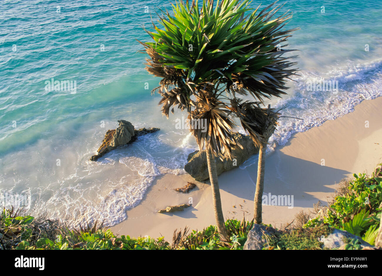 Palm Tree Over Tropical Beach, Aerial View Stock Photo - Alamy