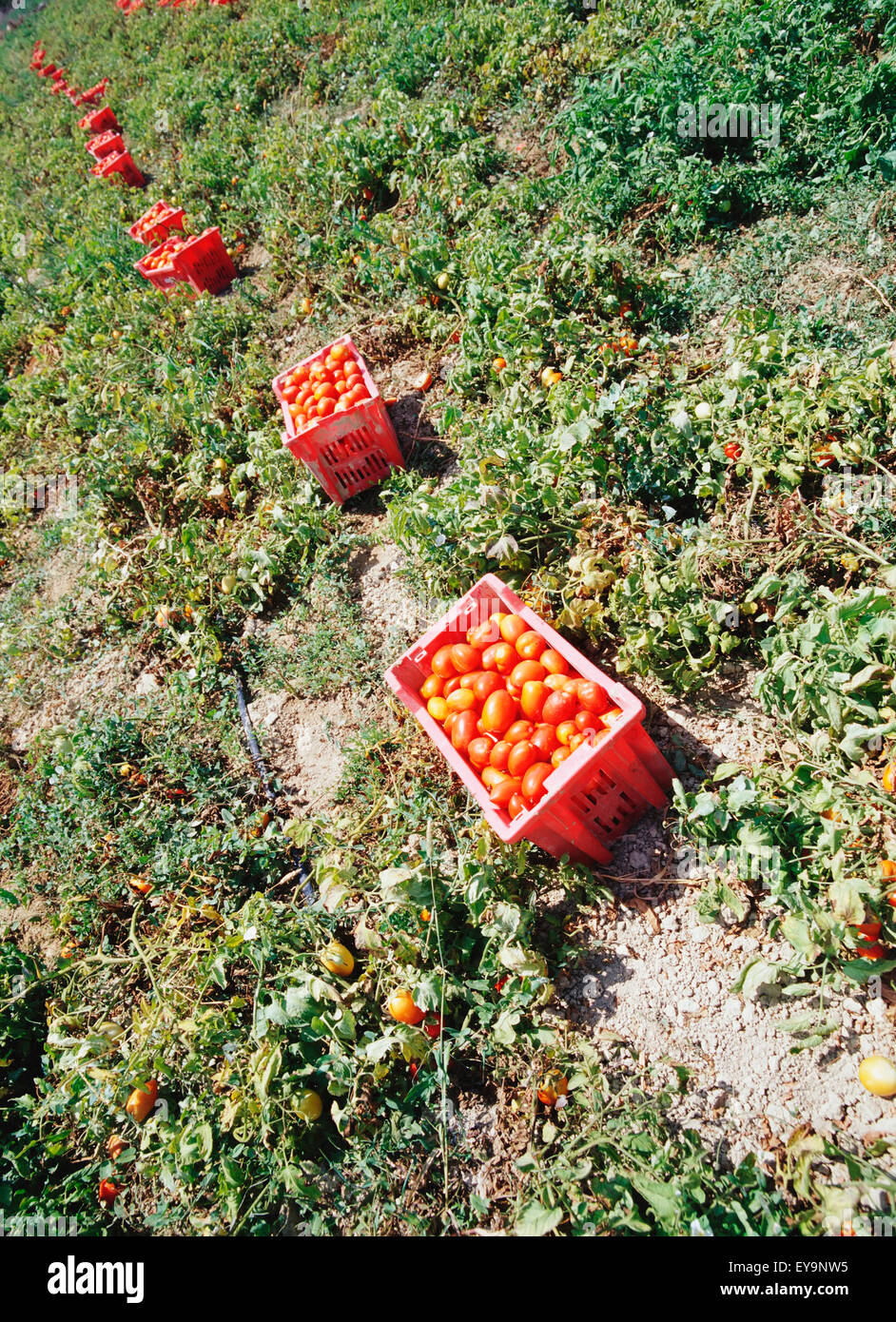 Malta basket hi-res stock photography and images - Alamy