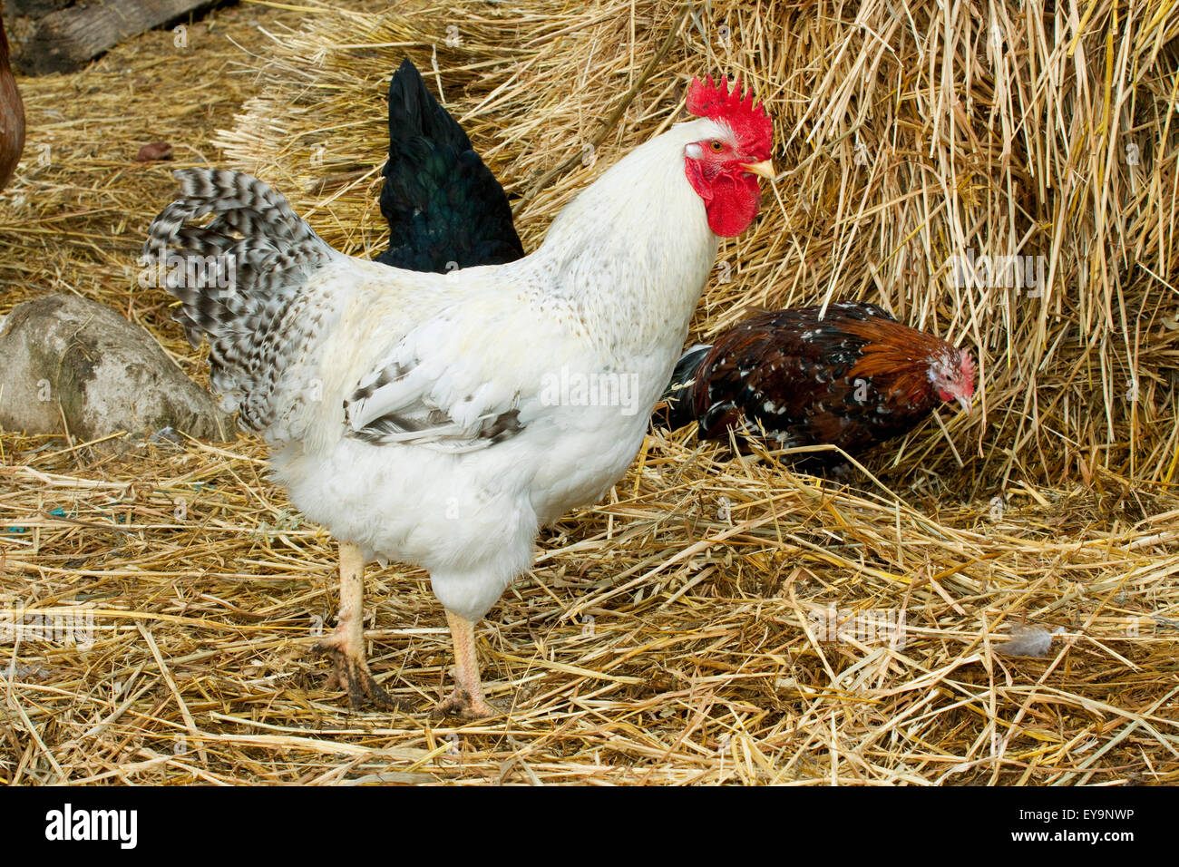 Livestock - A free-range rooster in the foreground and a chicken behind ...