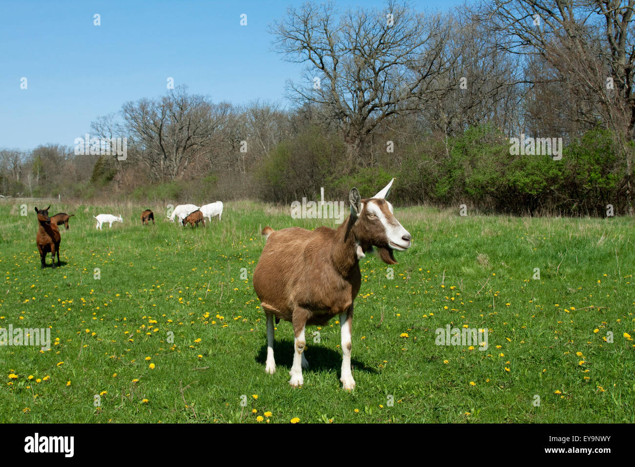Livestock - A doe (female) Toggenburg dairy goat on a green pasture ...