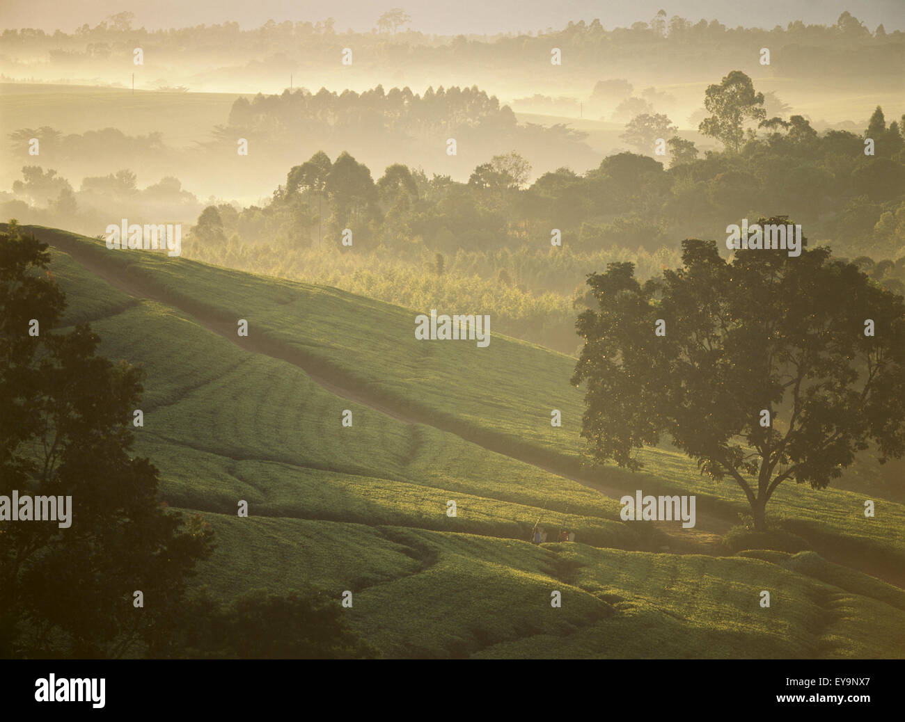 Tea Pickers Walking Through The Lujeri Tea Estate At Dawn Stock Photo ...