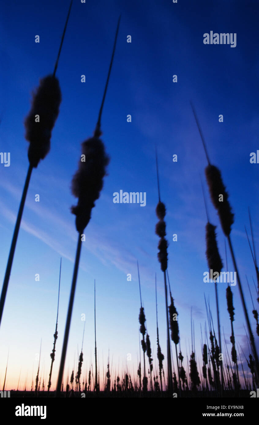 Bulrush Plants In Silhouette Stock Photo - Alamy