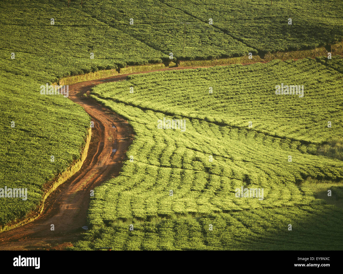 Lujeri tea hi-res stock photography and images - Alamy