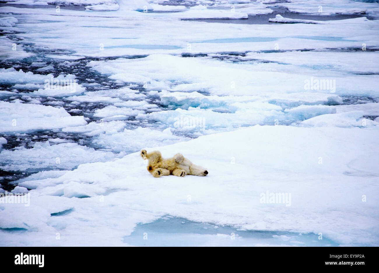 Polar Bear Rolling Around On Glacier Stock Photo - Alamy