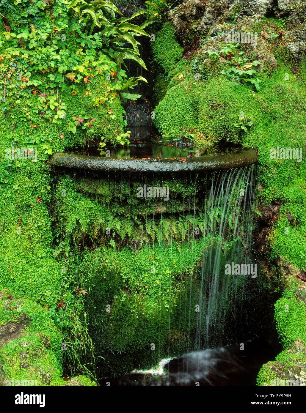 Fern and moss around a fountain hi-res stock photography and images - Alamy