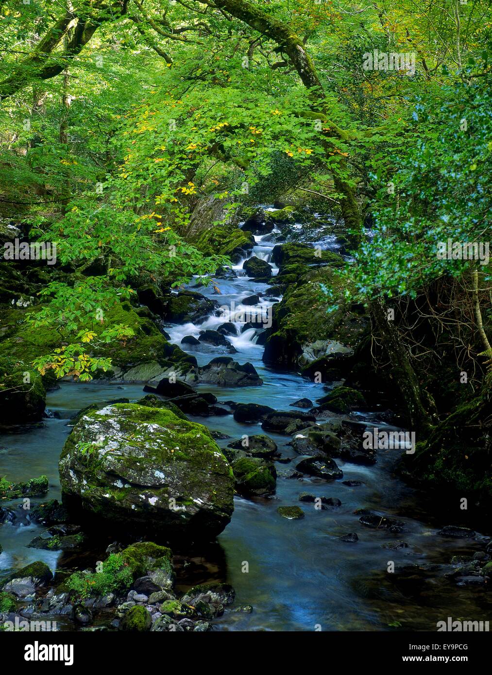 Stream Flowing Through A Forest, Glengarriff, County Cork, Republic Of ...