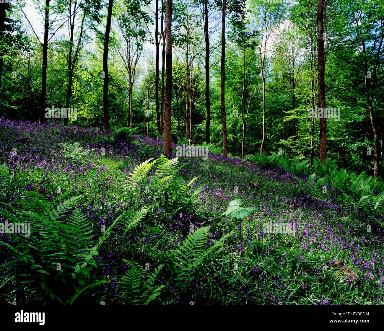 Pics of trees hi-res stock photography and images - Alamy