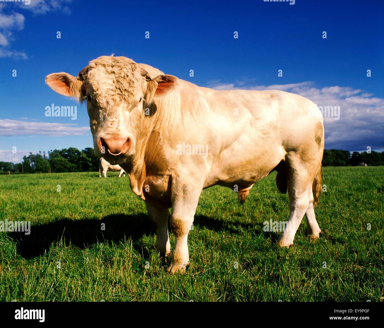 Charolais Bull, Ireland Stock Photo - Alamy