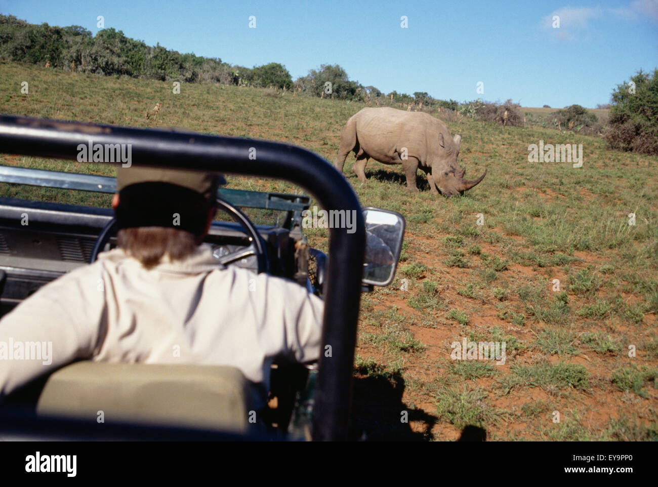 Man In Safari Jeep Looking At A Rhinoceros Stock Photo - Alamy