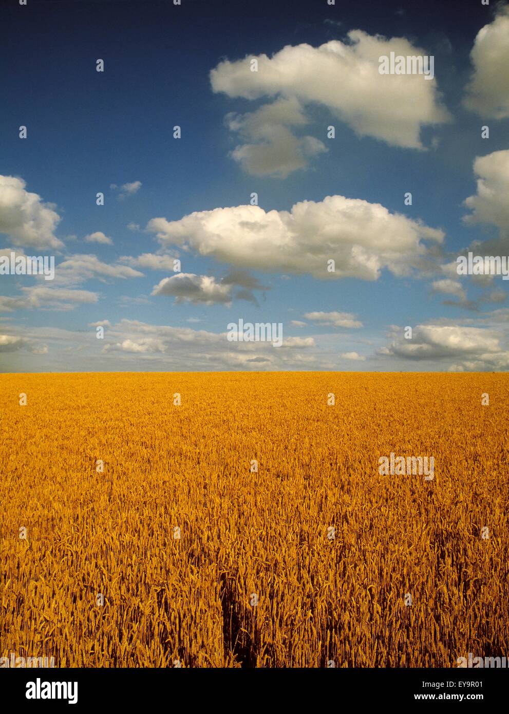 Wheat, Collon, Co Louth, Ireland Stock Photo - Alamy