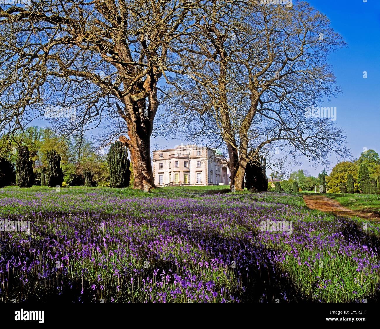Bluebells In The Pleasure Grounds, Emo Court, Co Laois, Ireland Stock ...