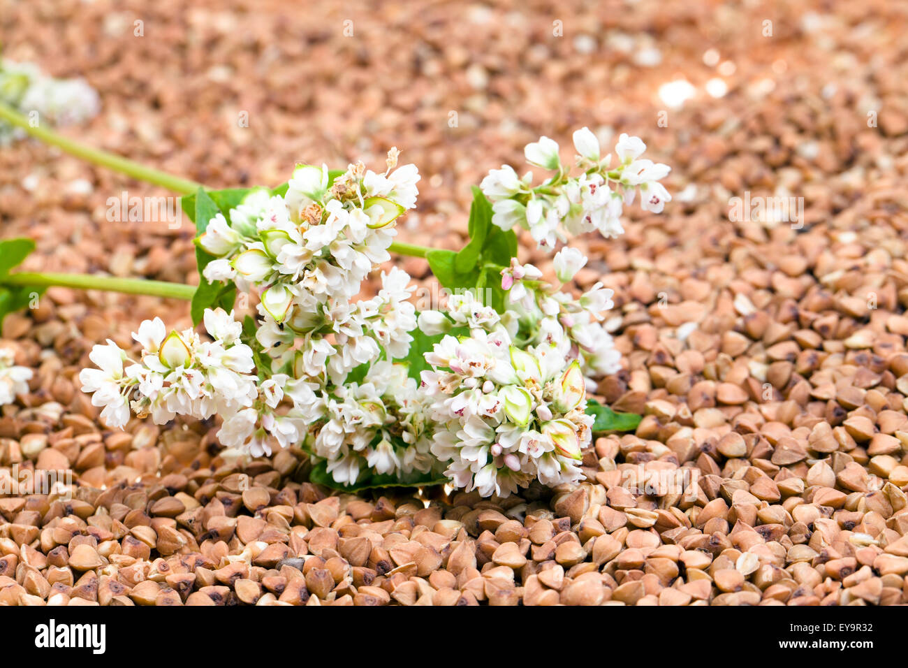 Red grain sorghum hi-res stock photography and images - Alamy